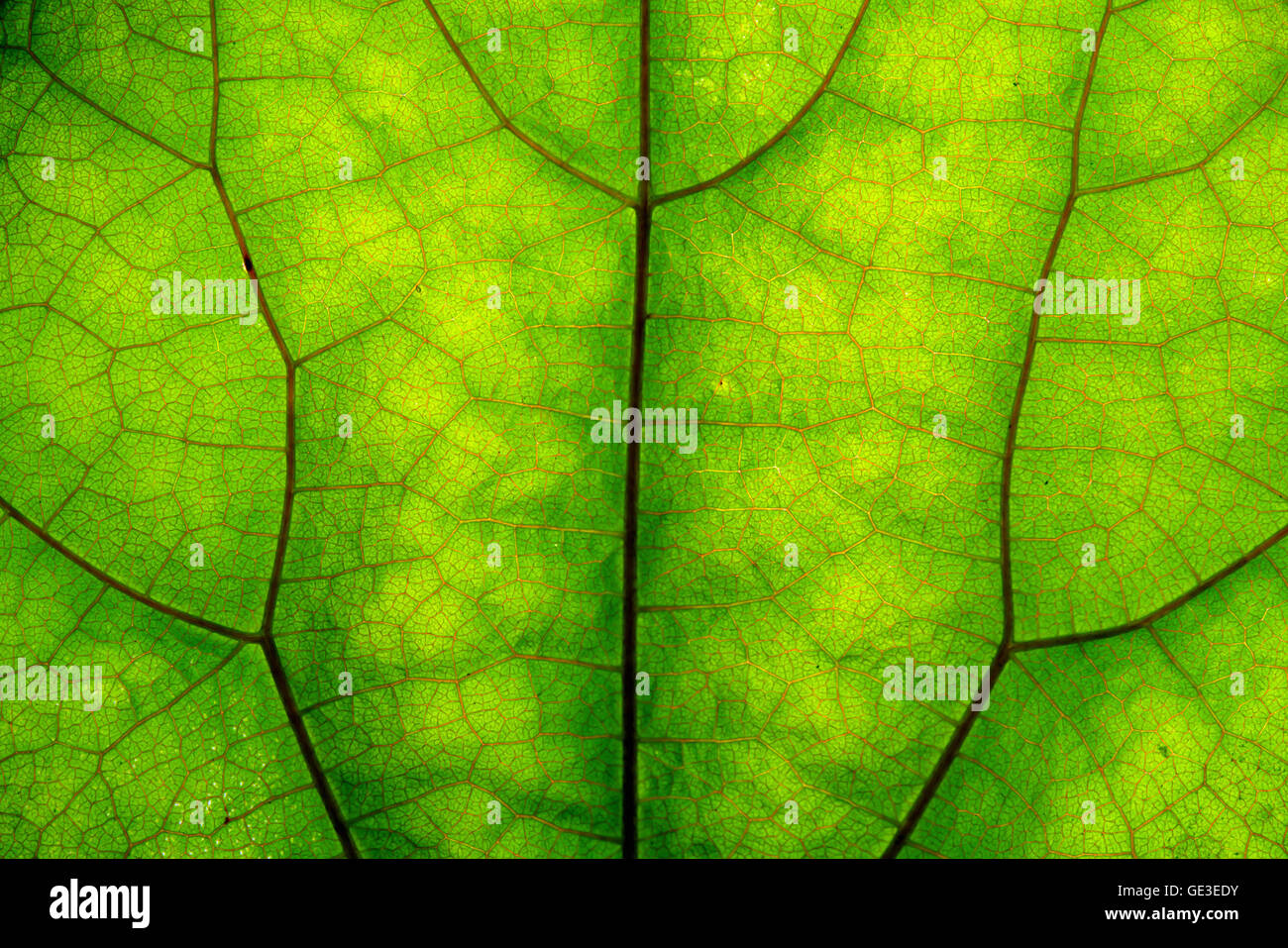 Close up view of green leaf and veins Stock Photo - Alamy