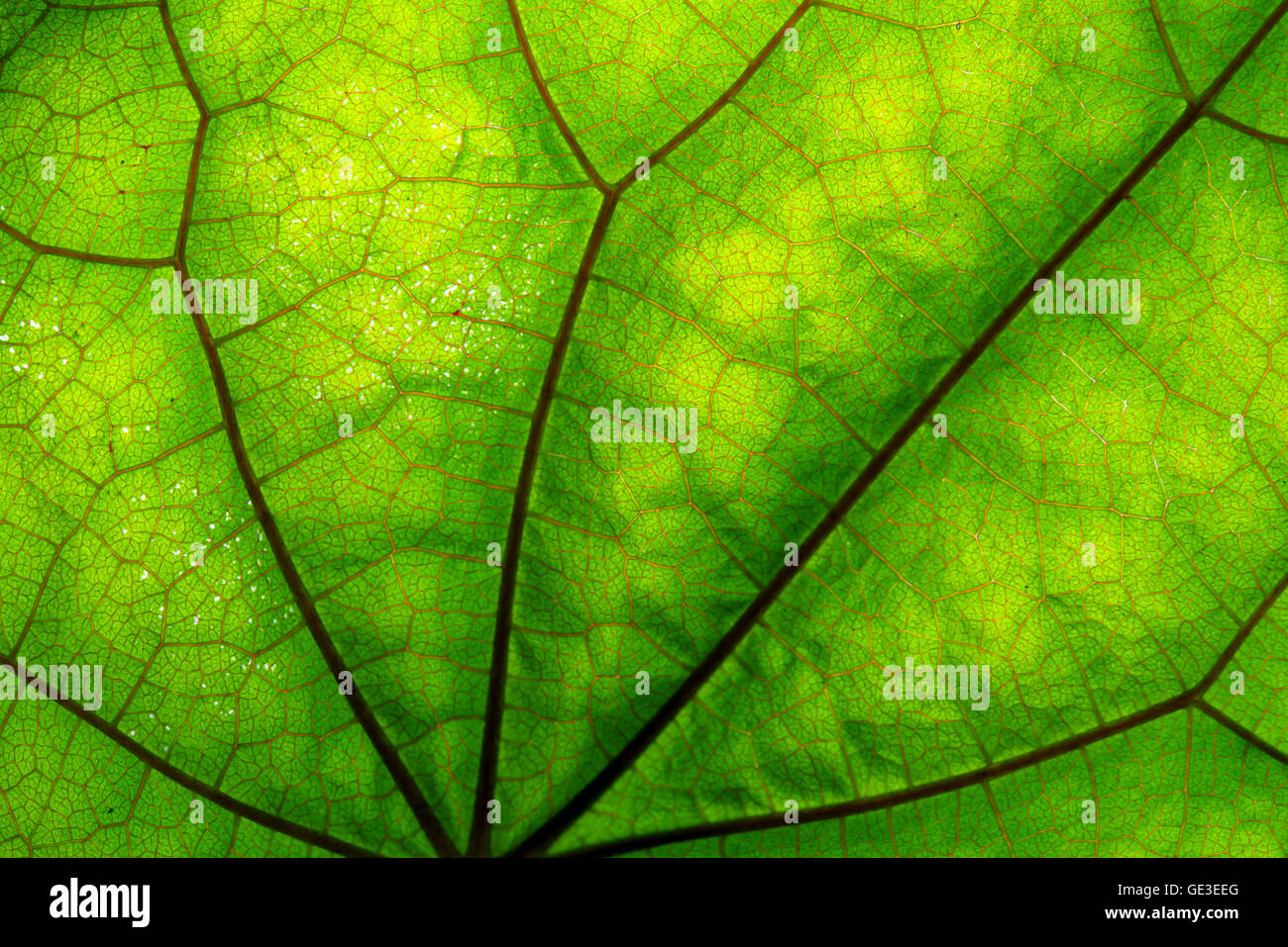 Close up view of green leaf and veins Stock Photo - Alamy
