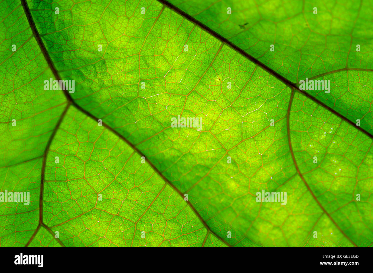 Close up view of green leaf and veins Stock Photo - Alamy