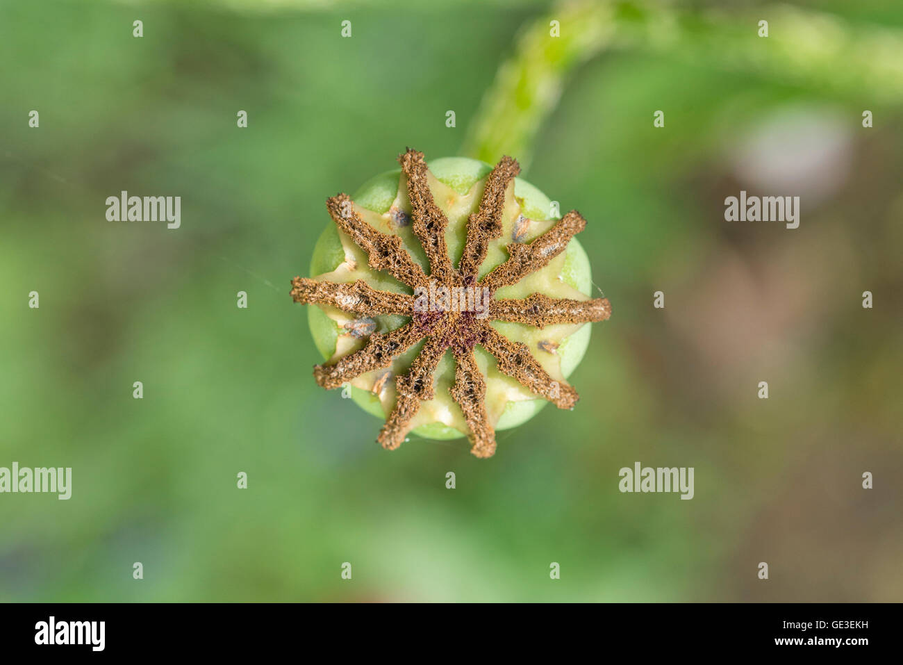 Closeup of a poppy seed bud from above Stock Photo - Alamy