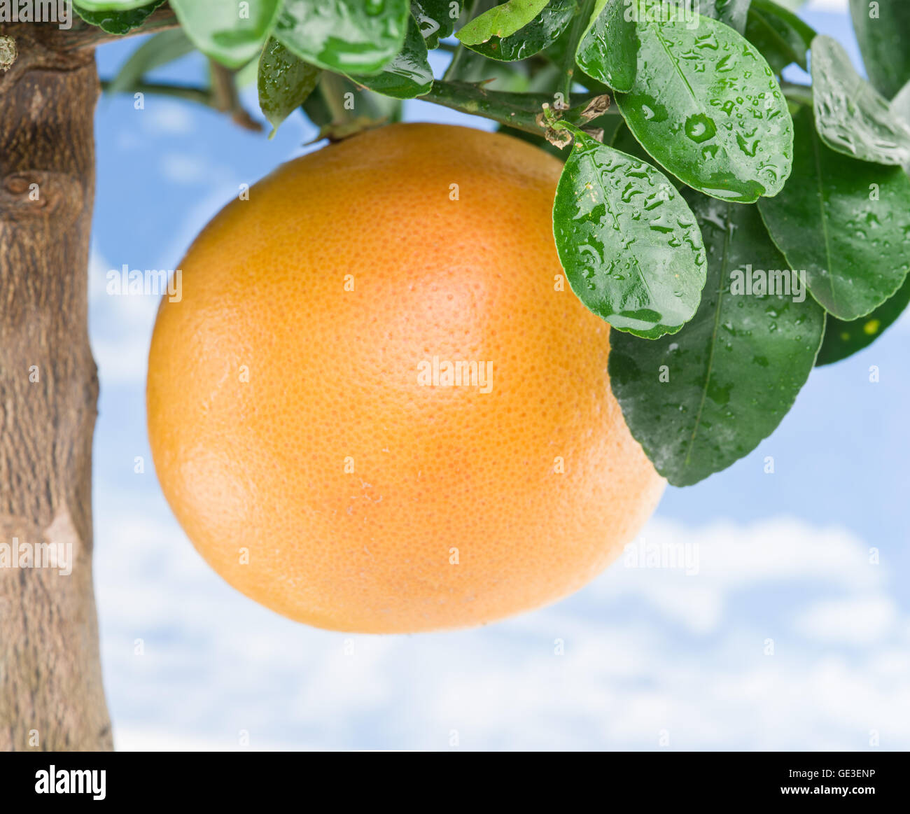 Big ripe grapefruit on the tree. Blue sky background Stock Photo - Alamy