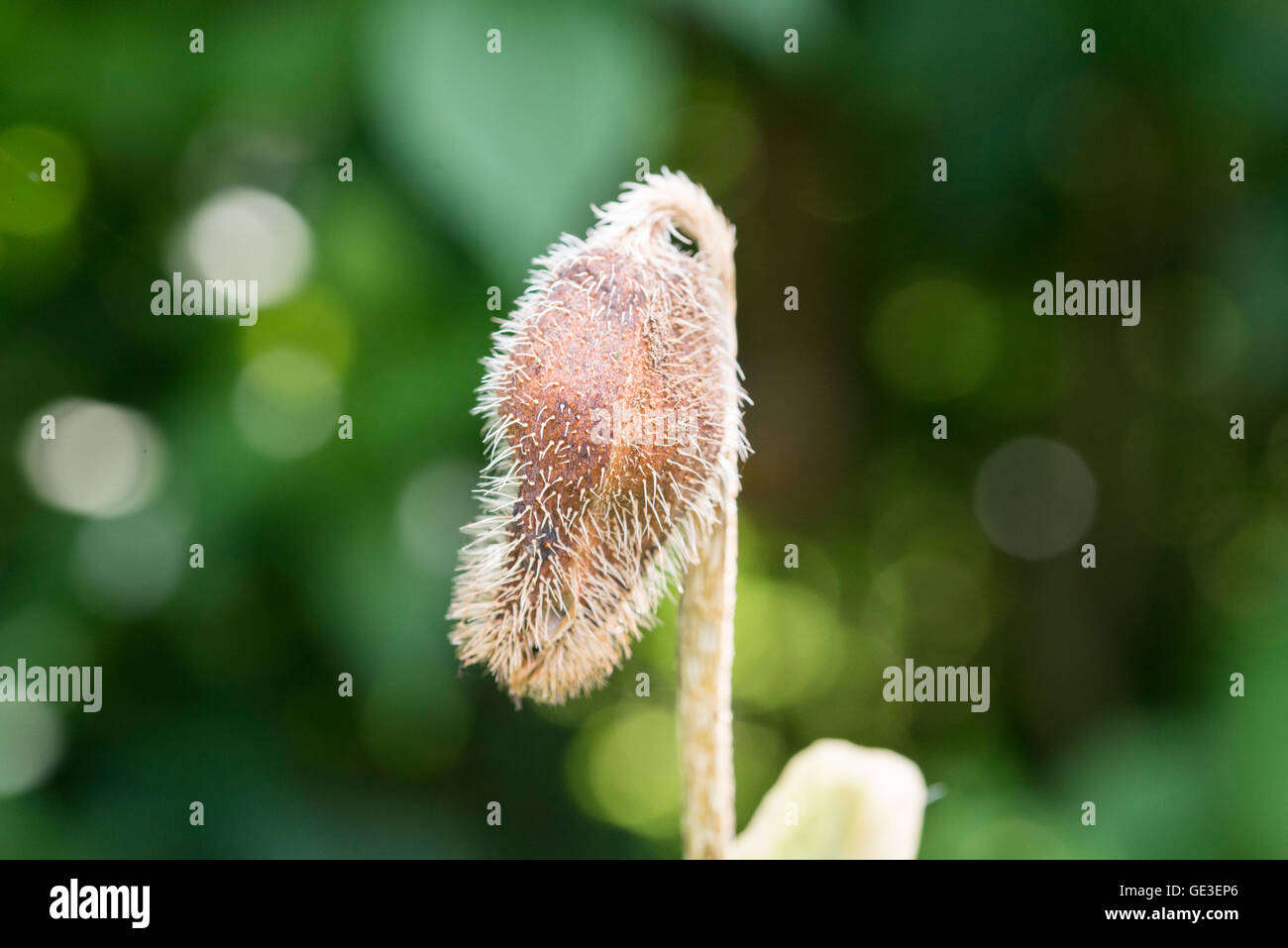 Bud seed hi-res stock photography and images - Alamy