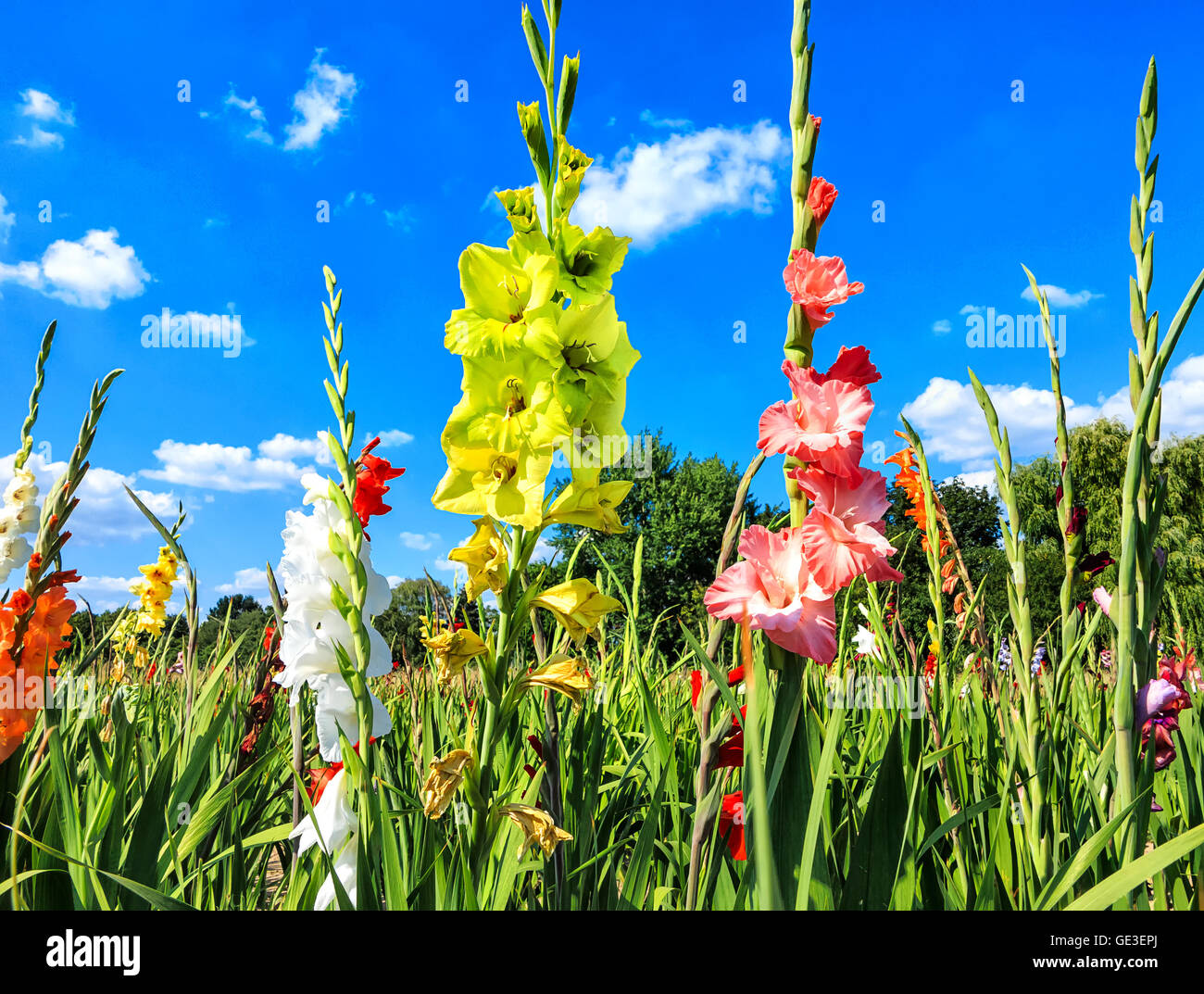 Colorful gladiolus flower field in midsummer Stock Photo - Alamy