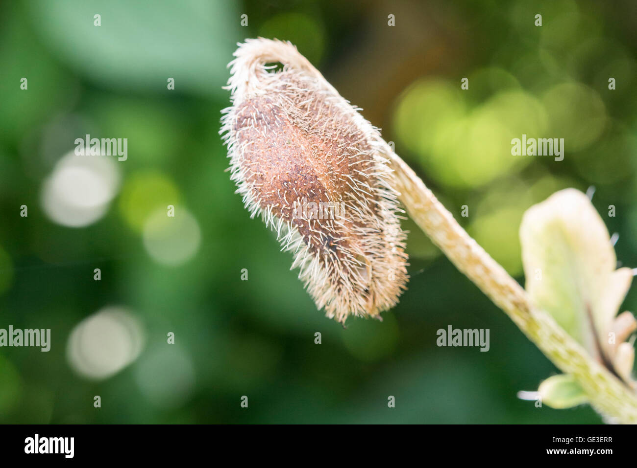 Bud seed hi-res stock photography and images - Alamy