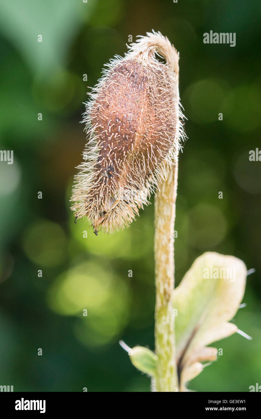 Closeup of a poppy seed bud Stock Photo - Alamy