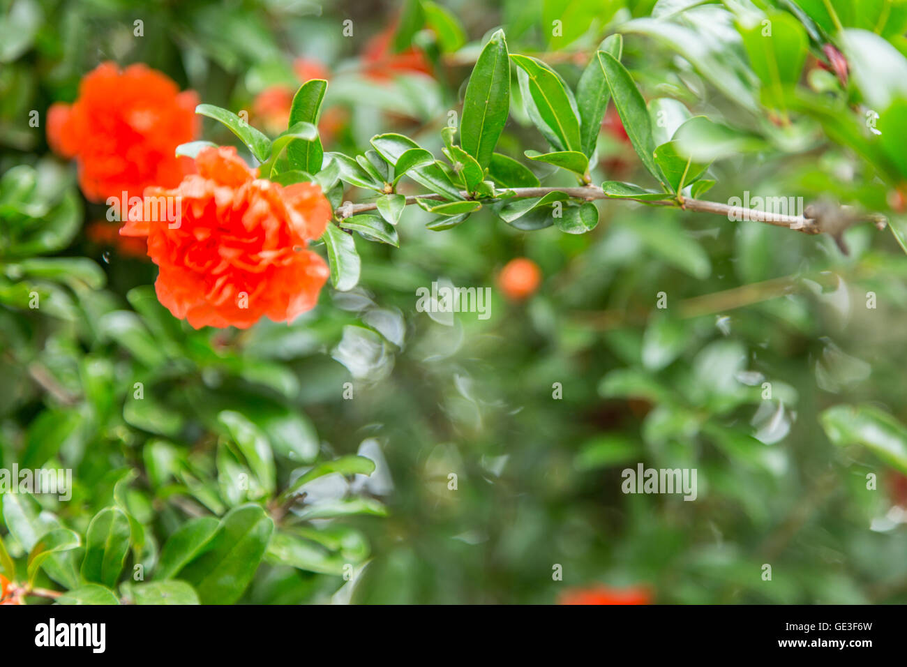 Pomegranate tree hi-res stock photography and images - Alamy