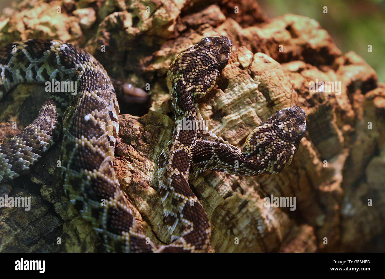 Scheidegg, Germany. 22nd July, 2016. A young rattlesnake with two heads ...