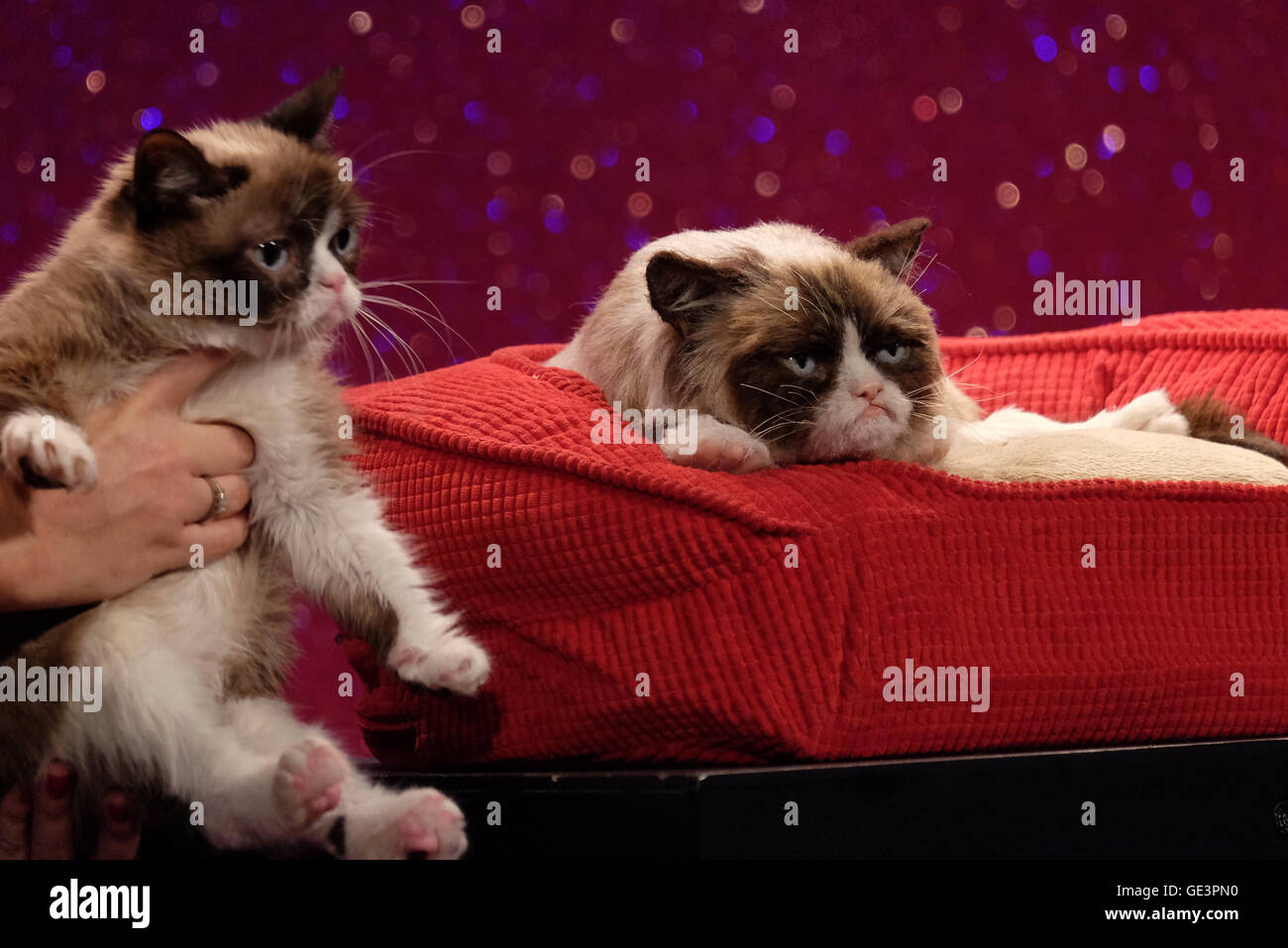 London, UK. 23rd July, 2016. Grumpy Cat, real name Tardar Sauce, meets ...