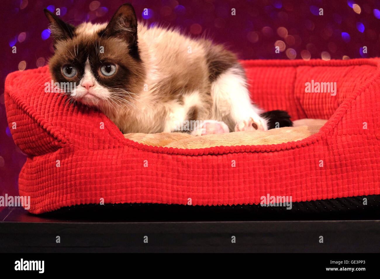 London, UK. 23rd July, 2016. Grumpy Cat, real name Tardar Sauce, meets ...