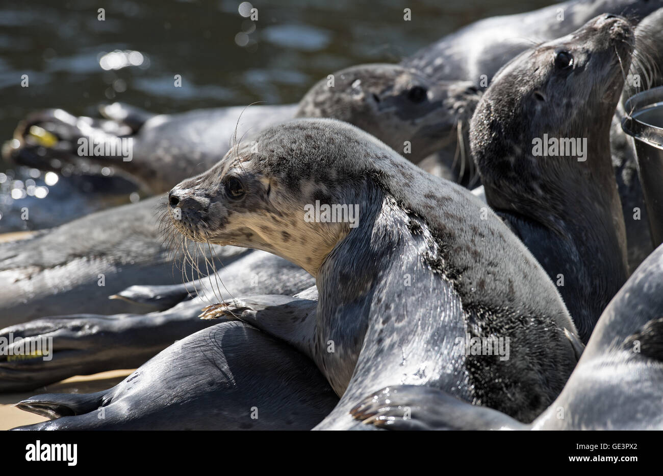 Young seals wait for their feeding at the seal breeding and nursing ...