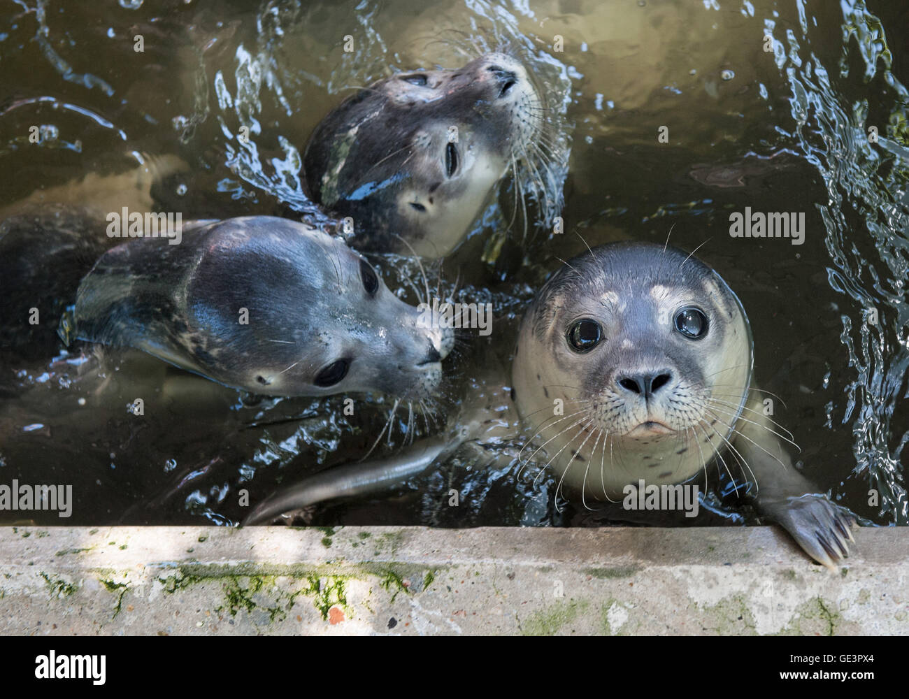 Young seals wait for their feeding at the seal breeding and nursing ...