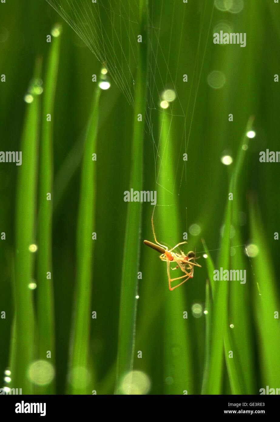 Congjiang, China's Guizhou Province. 23rd July, 2016. A spider makes ...
