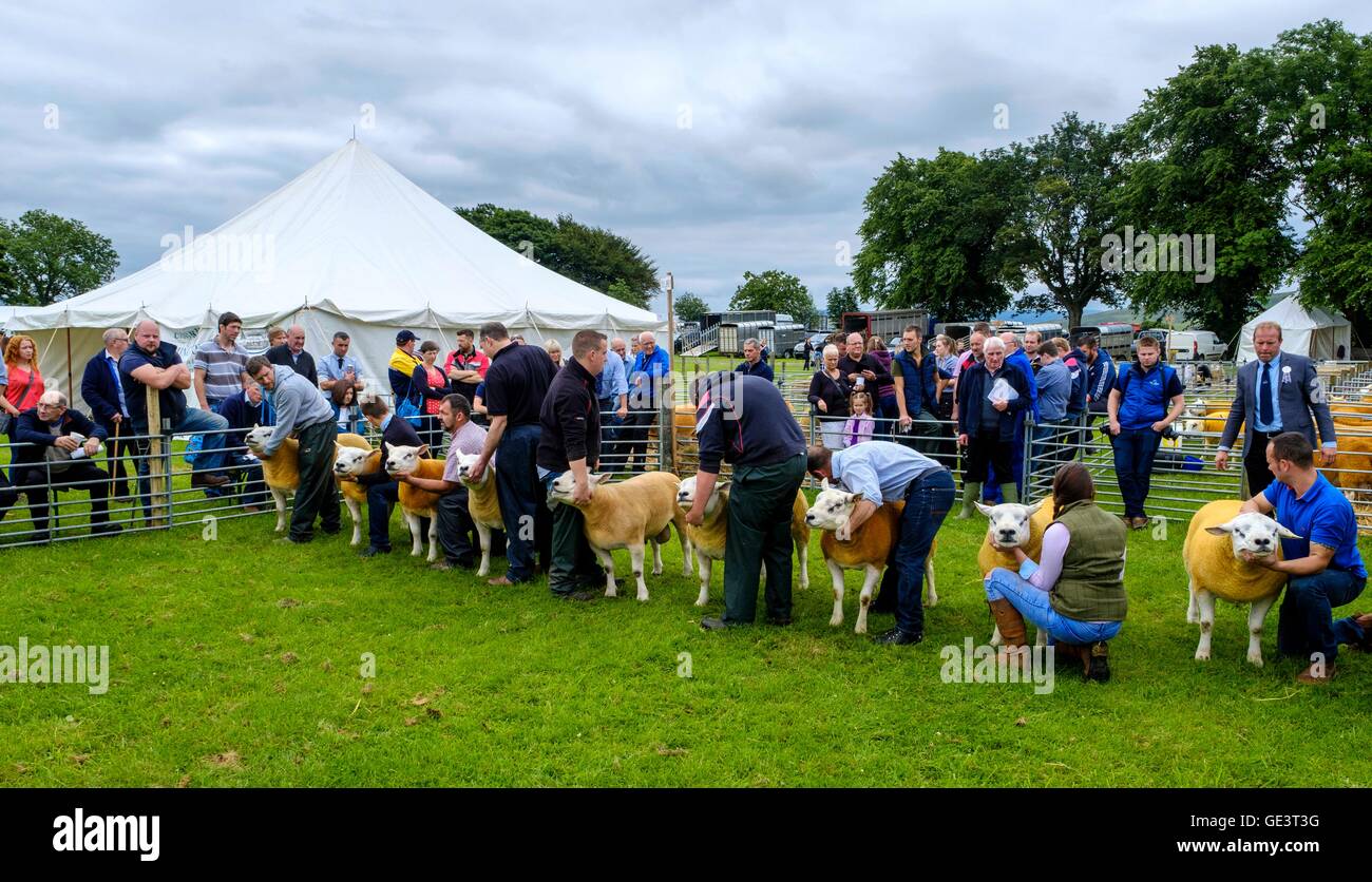 Sheep in the show ring hi-res stock photography and images - Alamy