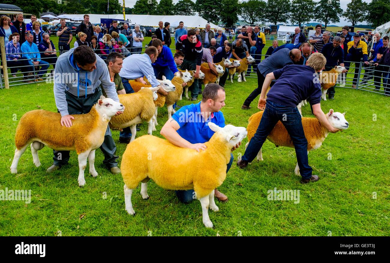 Sheep in the show ring hi-res stock photography and images - Alamy
