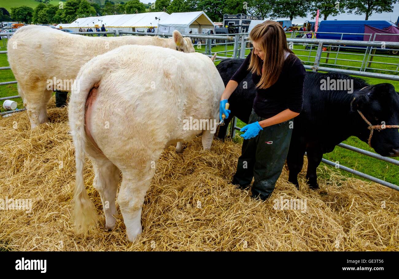 Biggar agricultural show biggar south hi-res stock photography and ...