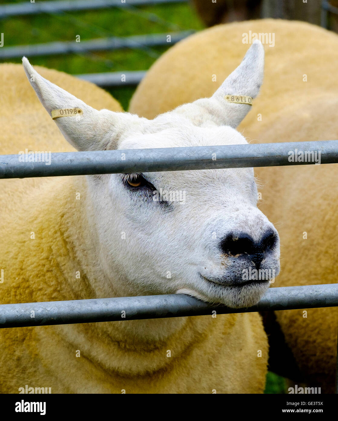 Biggar Agricultural Show - Biggar, South Lanarkshire - 23rd July 2016 A ...