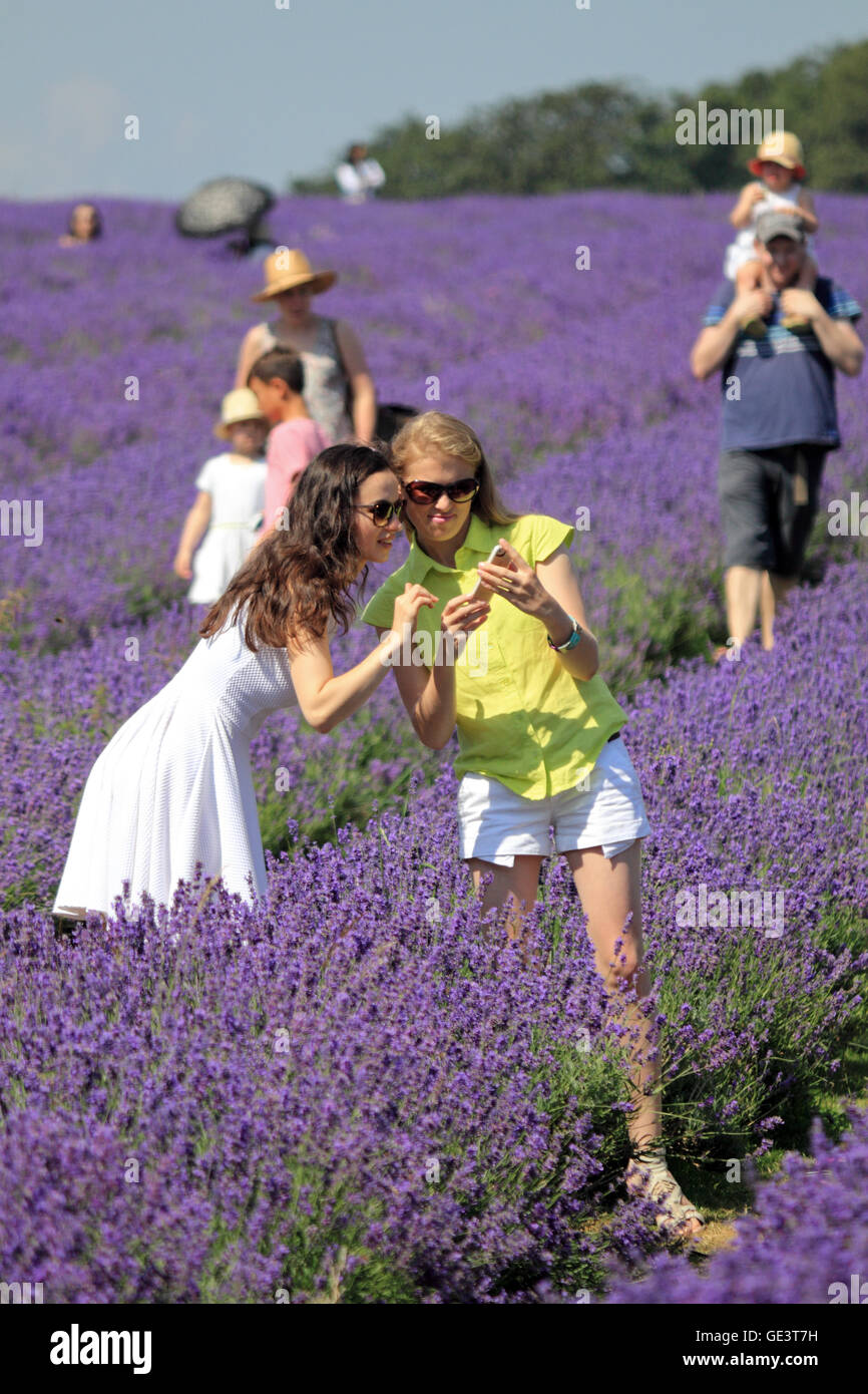 Walking in lavender farm hi-res stock photography and images - Alamy