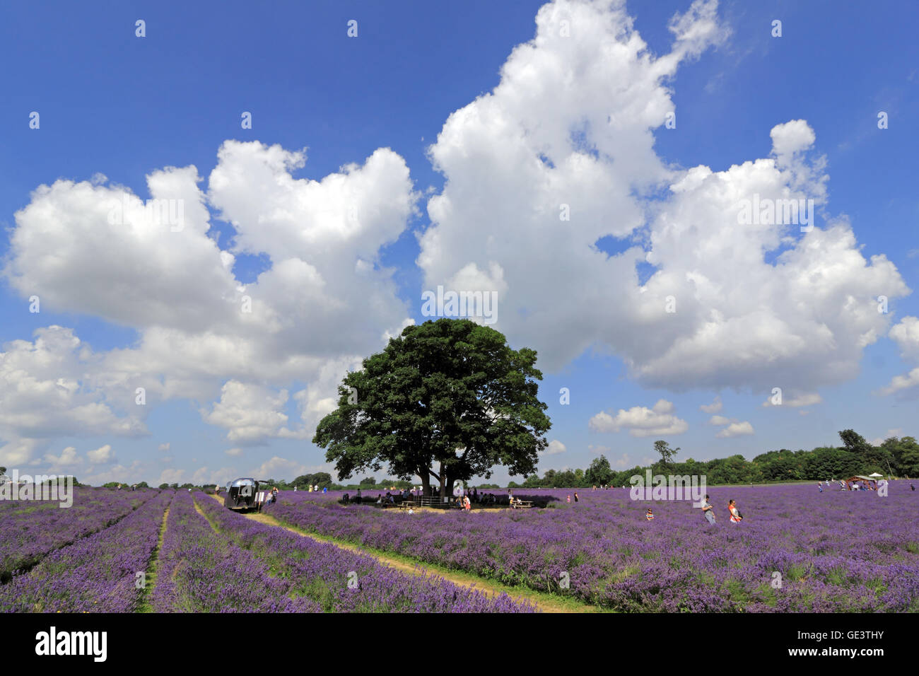 Lavender field surrey uk hi-res stock photography and images - Alamy