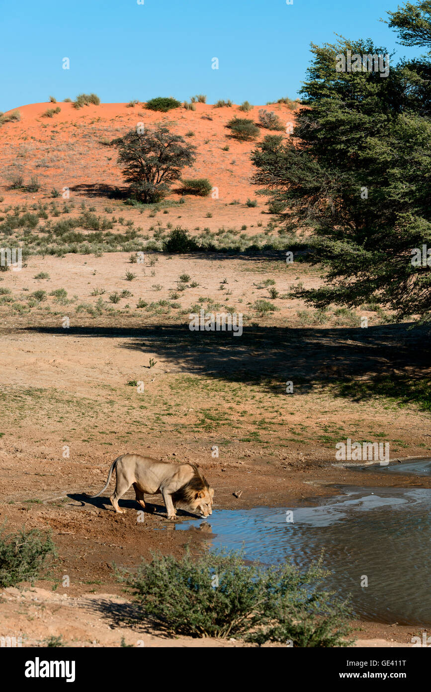 zoology / animals, mammal / mammalian, Felidae, Lion (Panthera leo ...