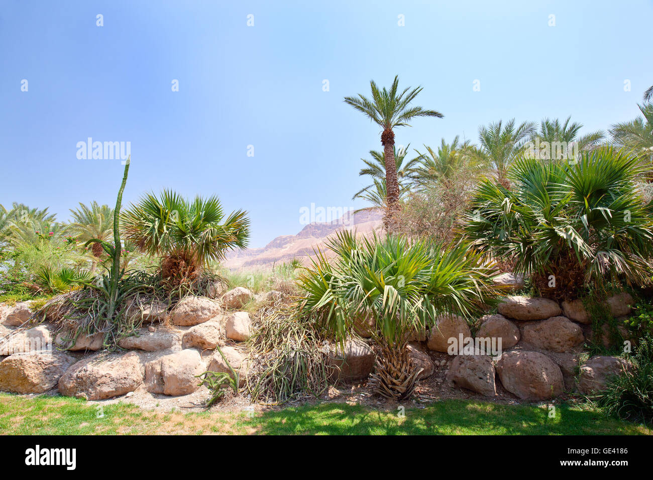 Idyllic oasis in the south of Israel Stock Photo - Alamy