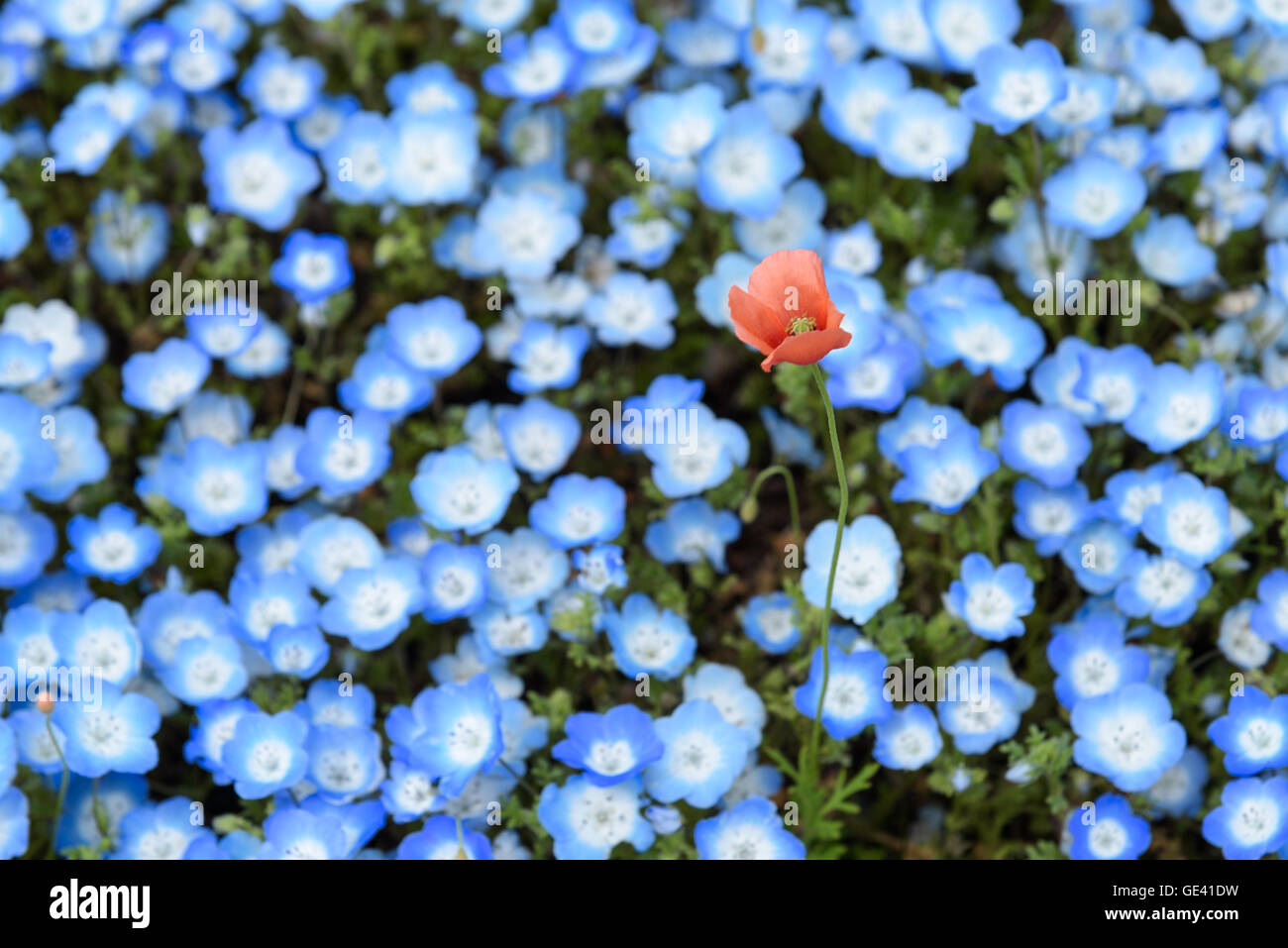 Baby blue eyes flower hi-res stock photography and images - Alamy