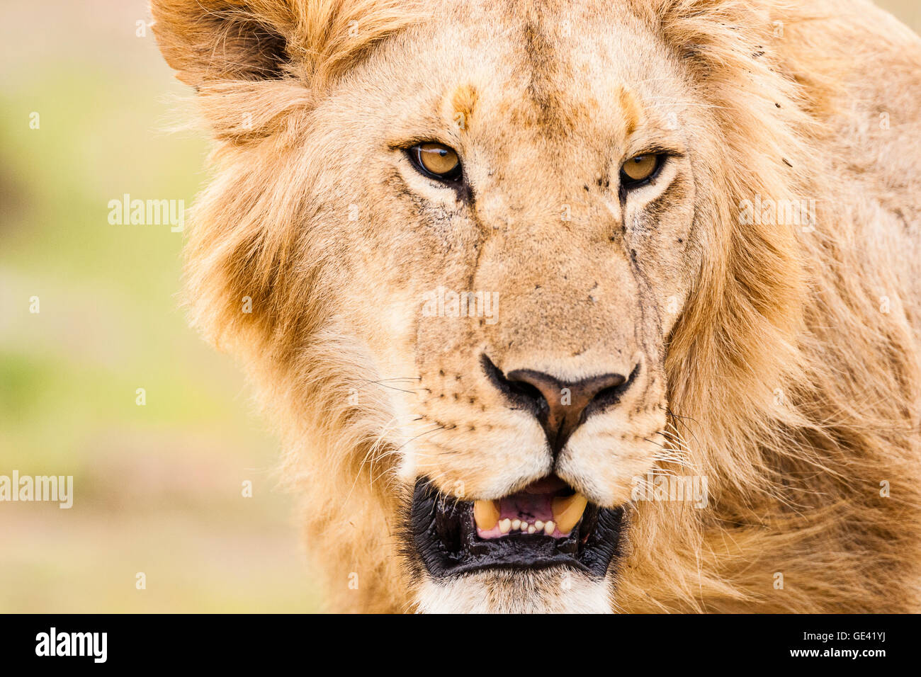 Masai Mara, Kenya. A male adult Masai lion (panthera leo nubica) shows ...