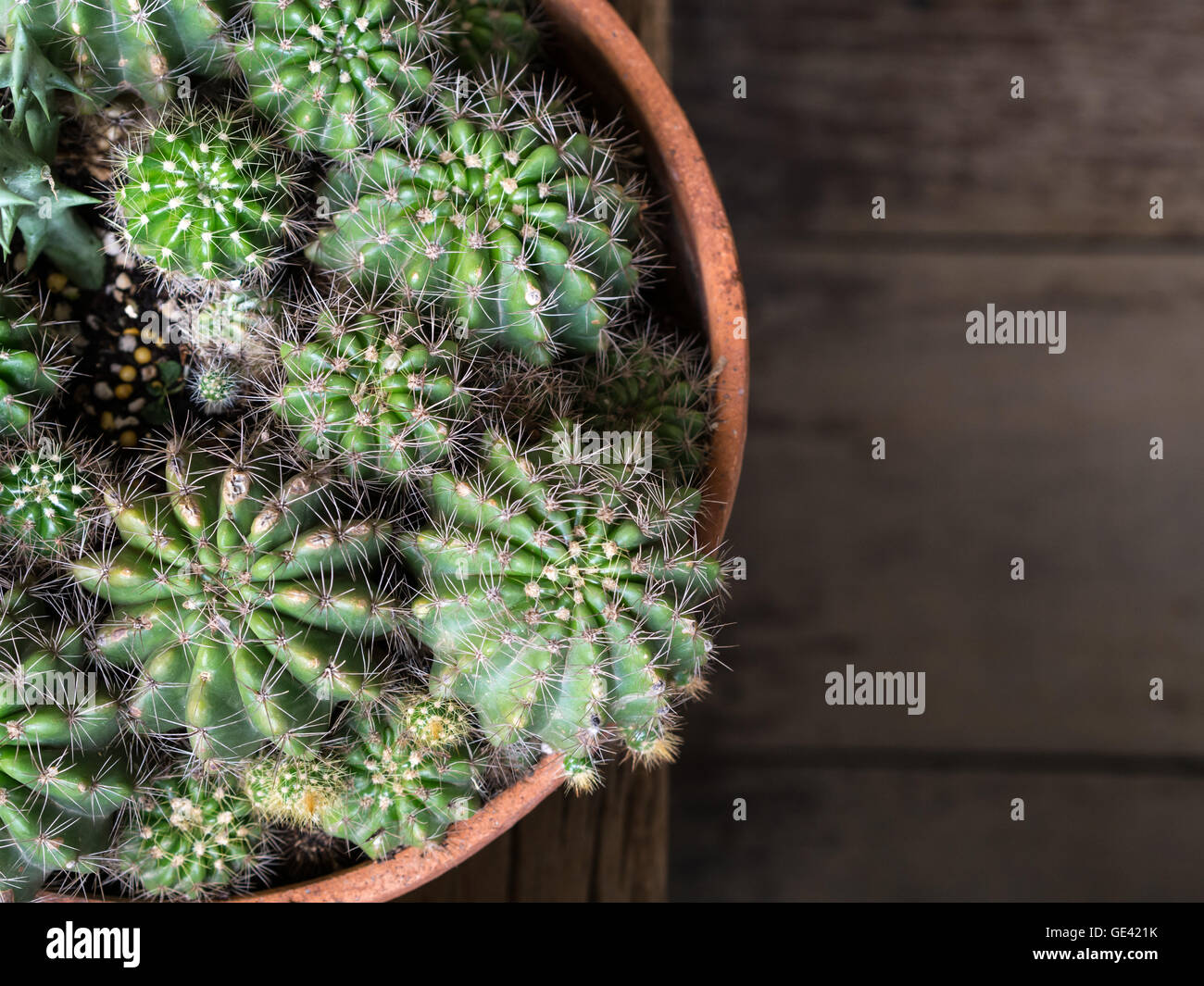 Cactus shape hi-res stock photography and images - Alamy