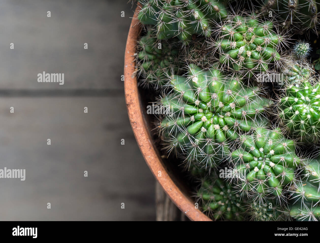 Smooth cactus hi-res stock photography and images - Alamy