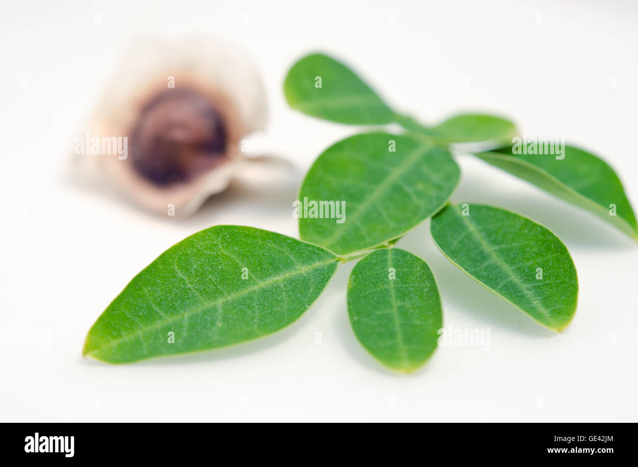 Moringa (Other names are Moringa oleifera Lam., MORINGACEAE, Futaba kom ...