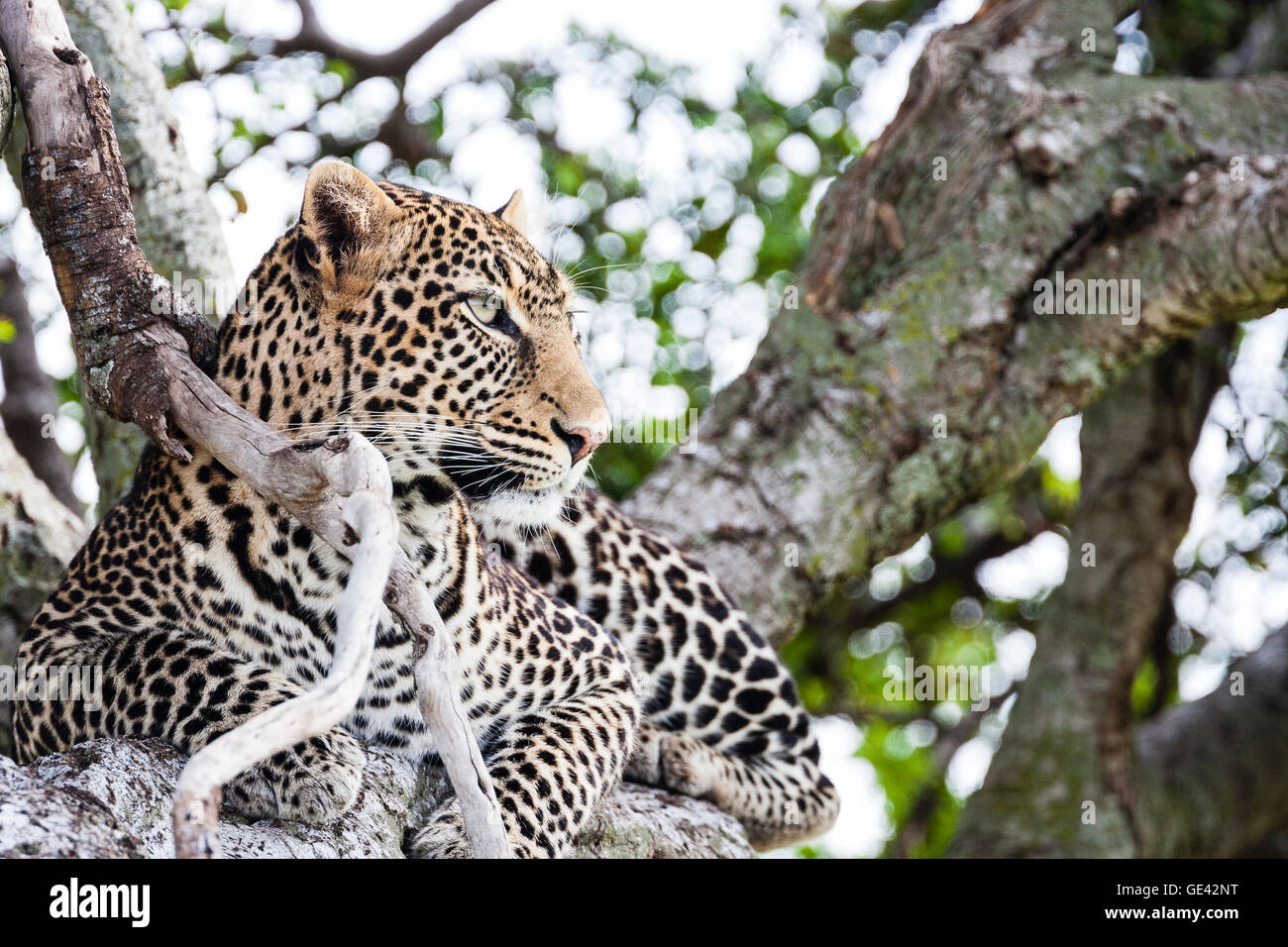 Masai Mara, Kenya. African leopard (Panthera pardus pardus) at rest in ...