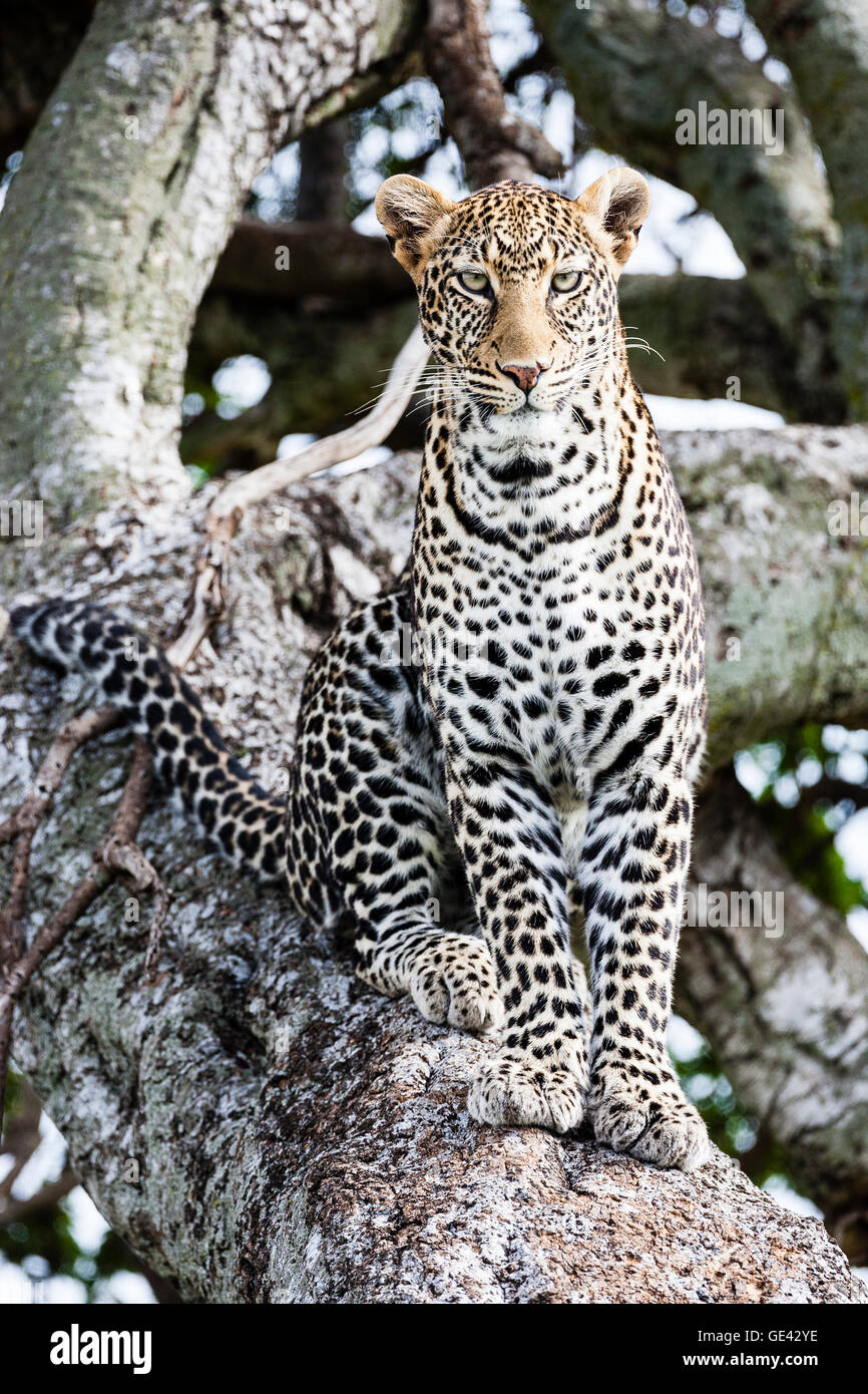 Masai Mara, Kenya. Leopard (Panthera pardus pardus) sitting in tree ...