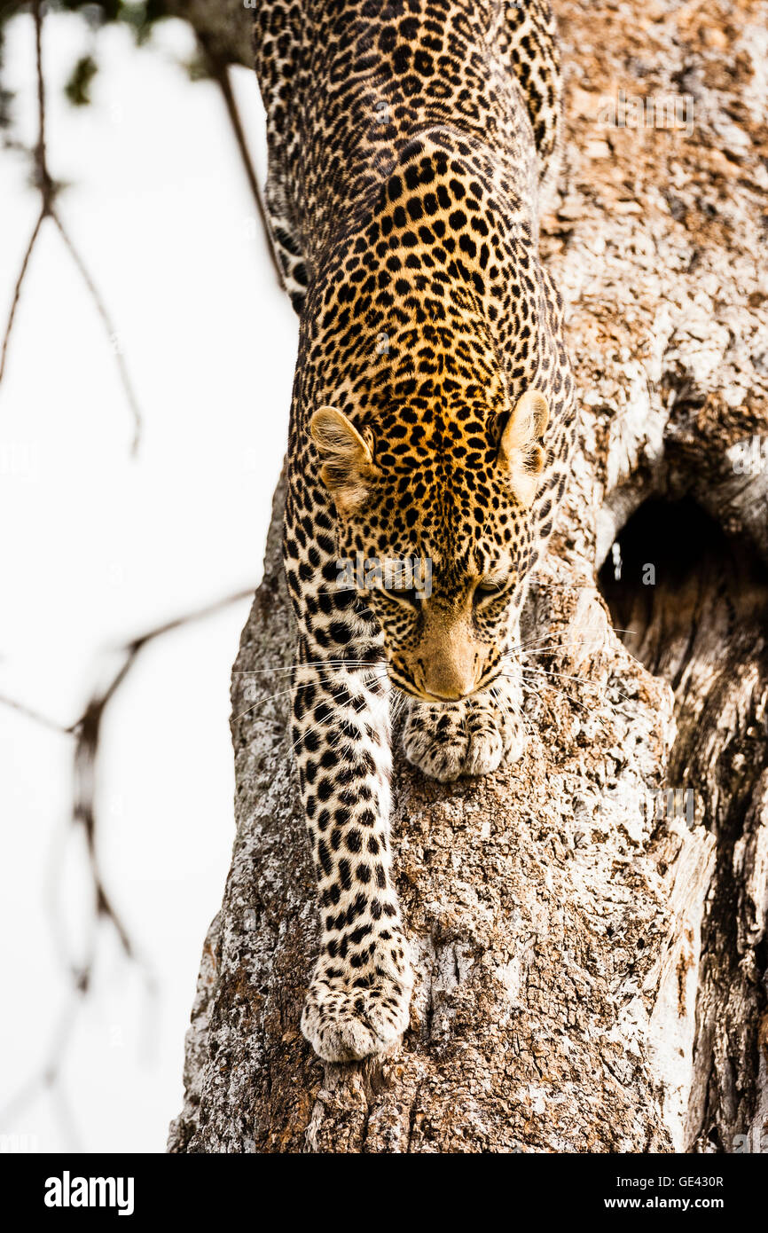 Tree trunk and leopard hi-res stock photography and images - Alamy