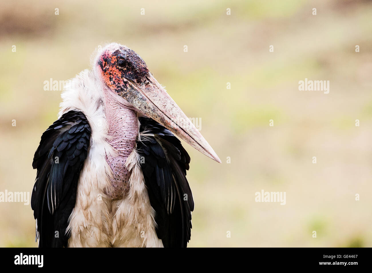 Masai Mara, Kenya. Marabou stork (Leptoptilos crumenifer) portrait ...