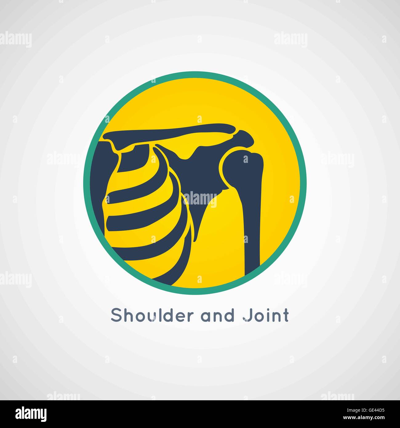 Shoulder rib Stock Vector Images - Alamy