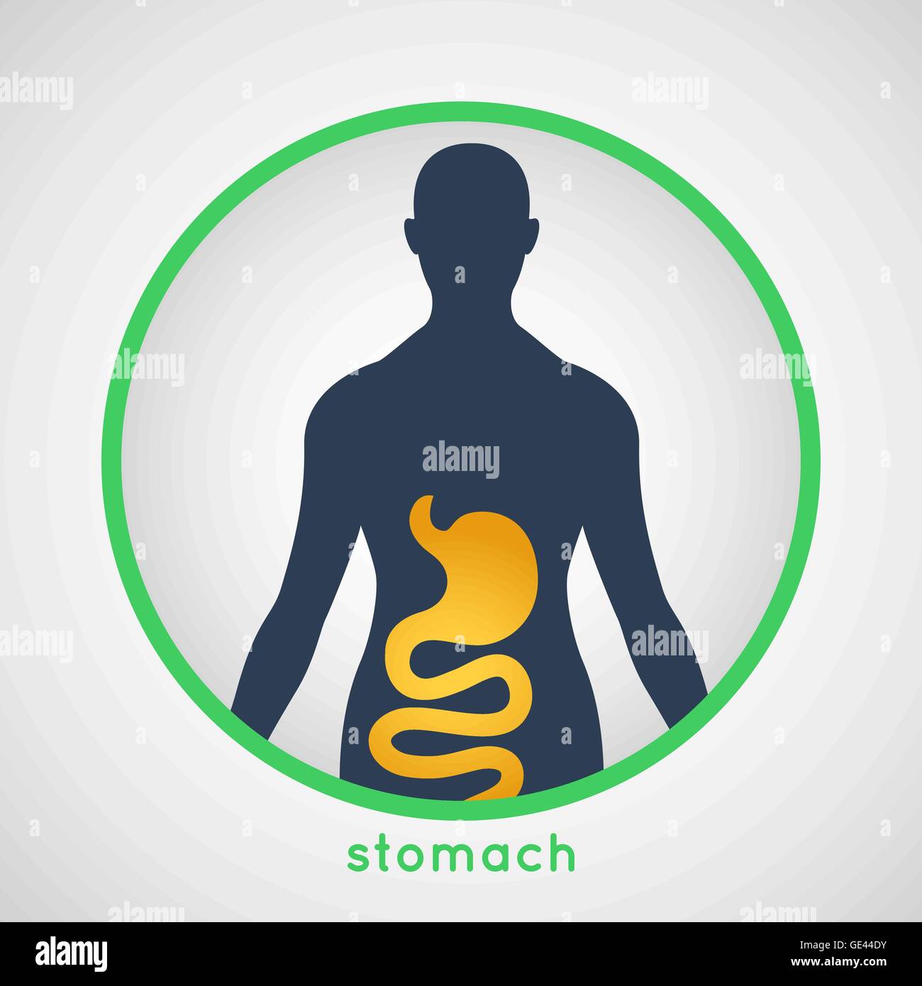 stomach logo vector Stock Vector Image & Art - Alamy