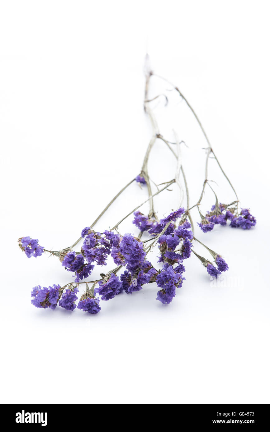 Statice Flower