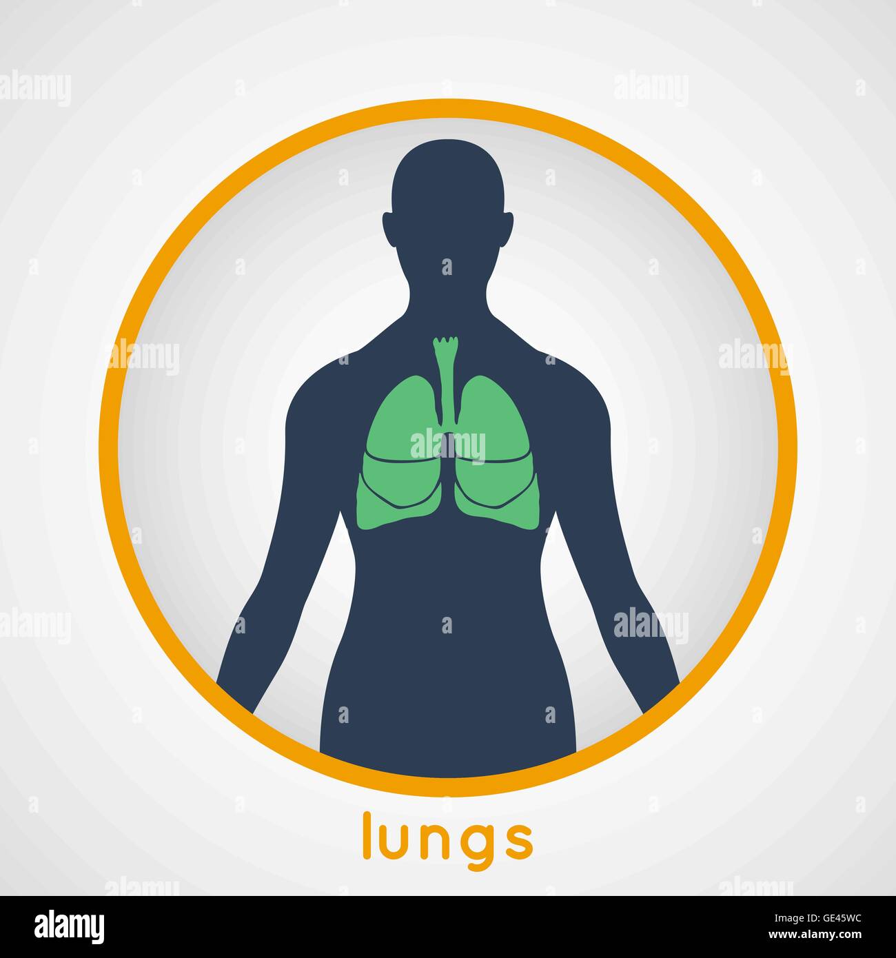 lungs logo vector Stock Vector Image & Art - Alamy
