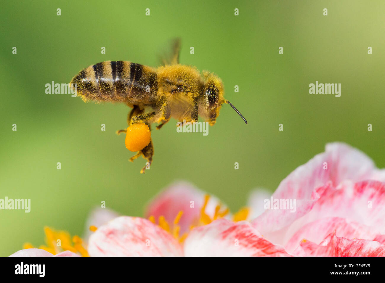 Bee in flight Stock Photo - Alamy