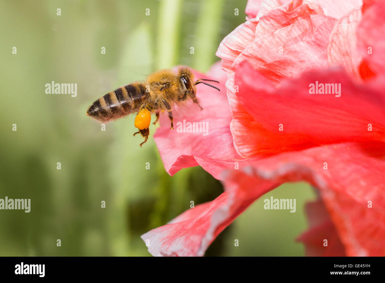 One Honey Bee full of pollen in flight Stock Photo - Alamy