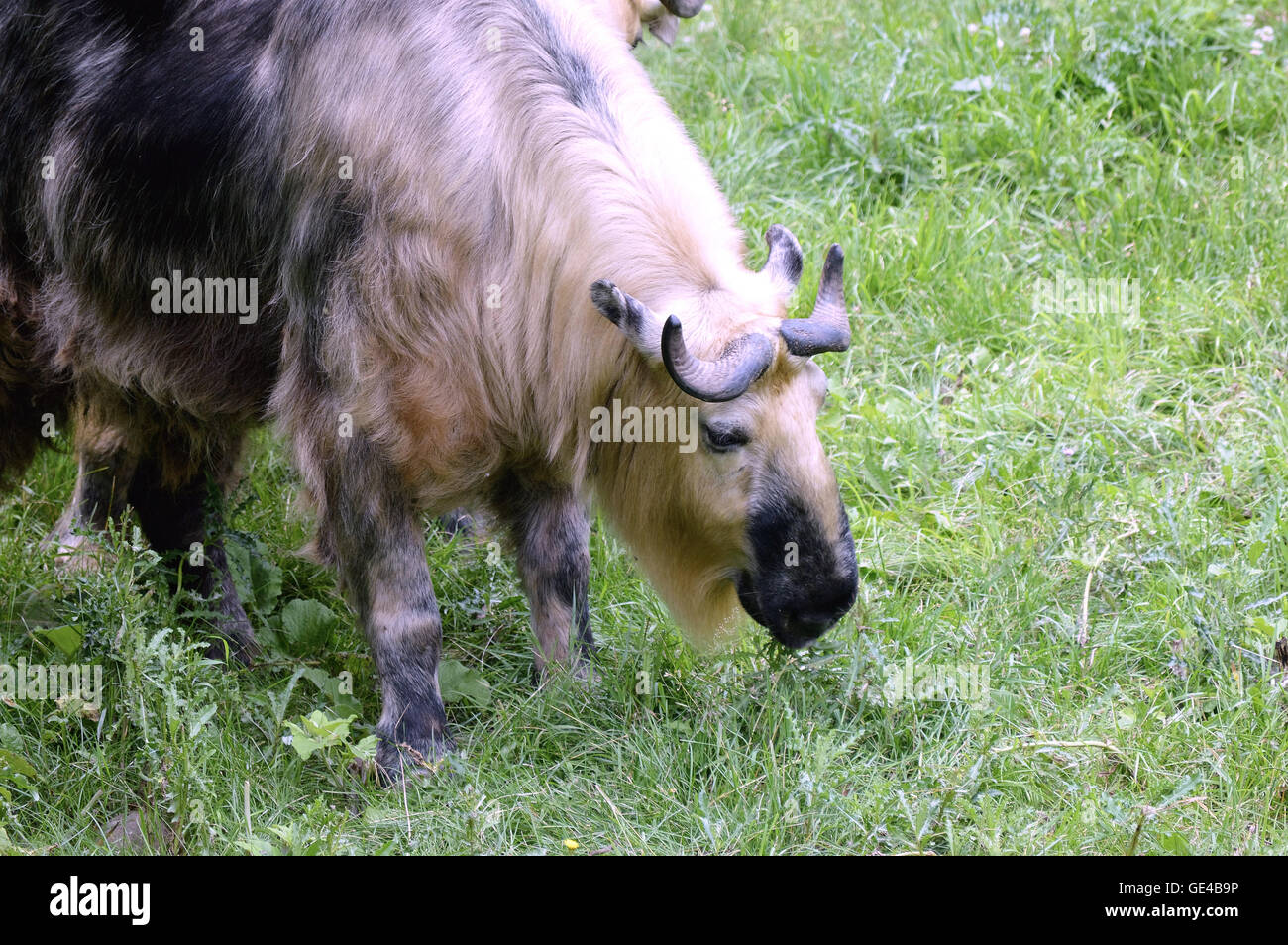 Takin in the outdoors Stock Photo - Alamy