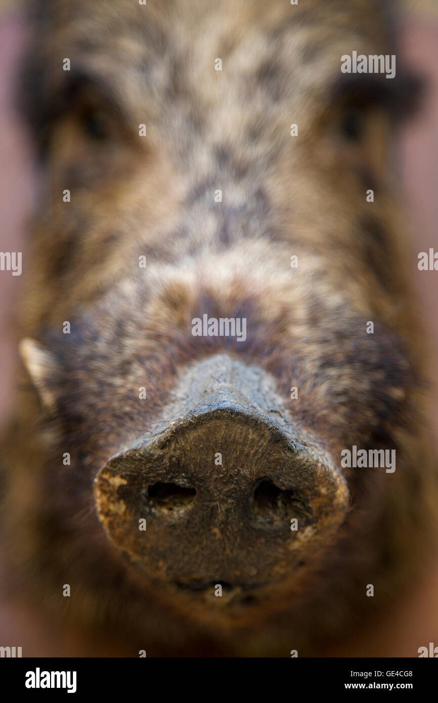 Boar teeth hi-res stock photography and images - Alamy