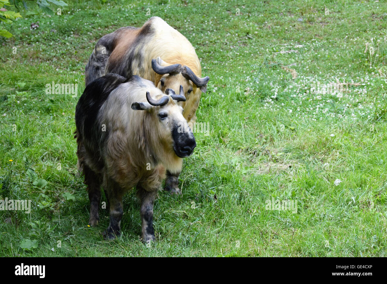 Takin in the outdoors Stock Photo - Alamy