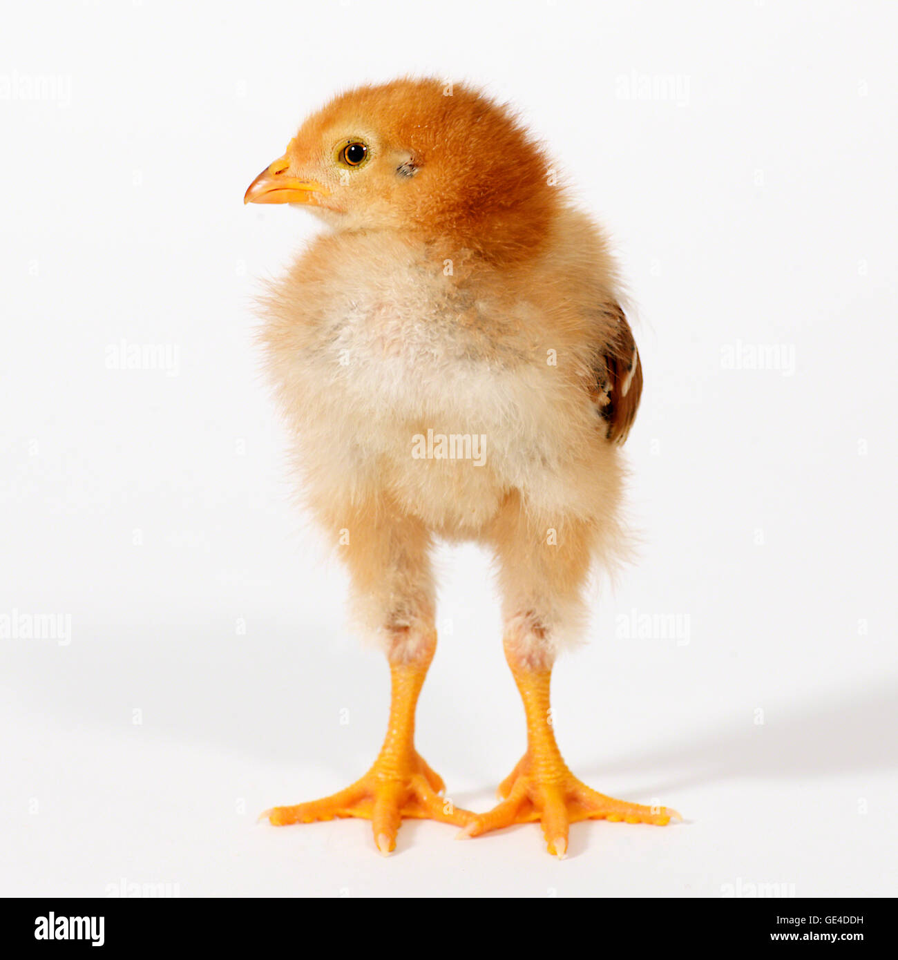 Fluffy chick standing straight with head turned camera left Stock Photo ...