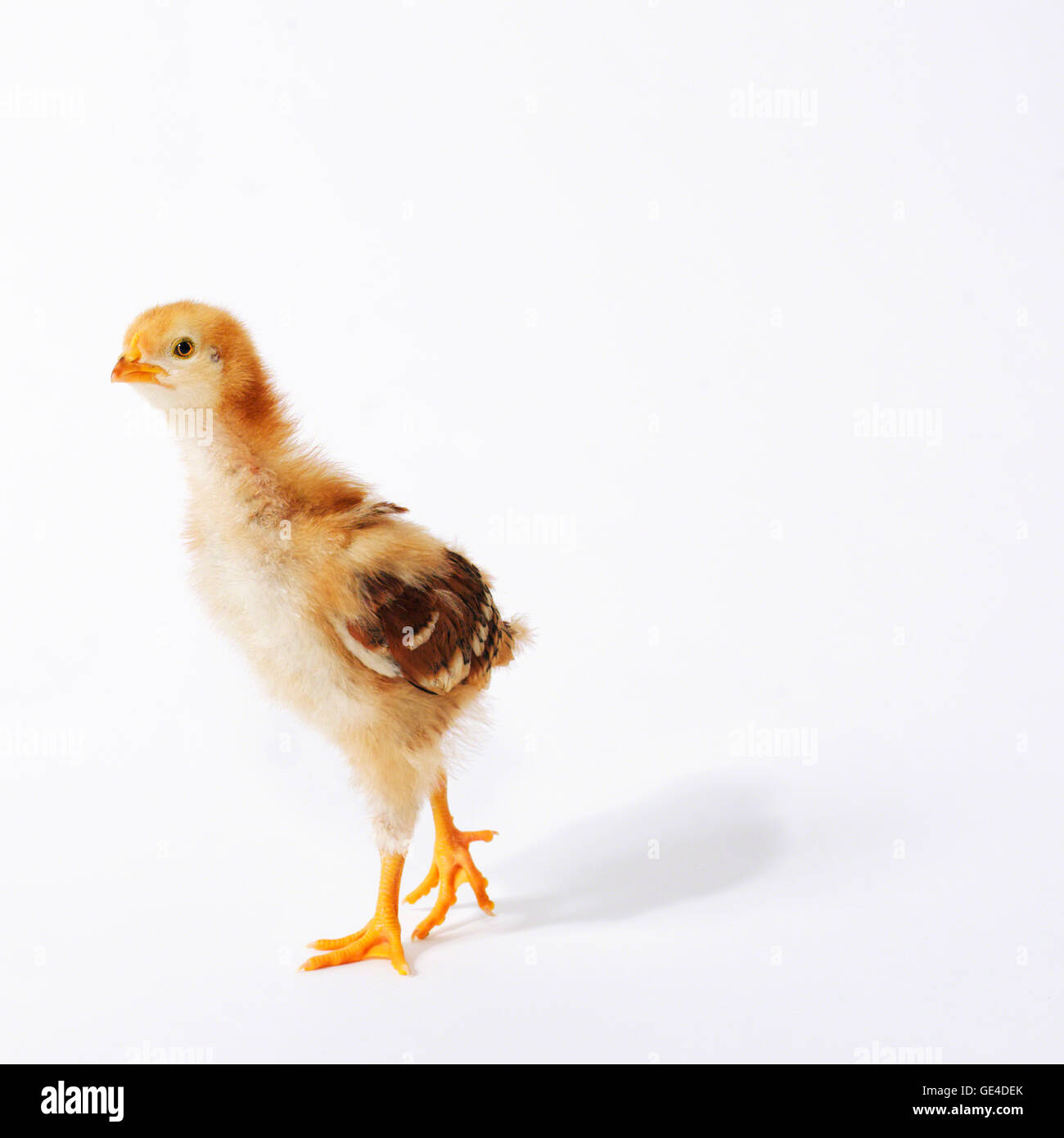 Soft feathered fowl hi-res stock photography and images - Alamy