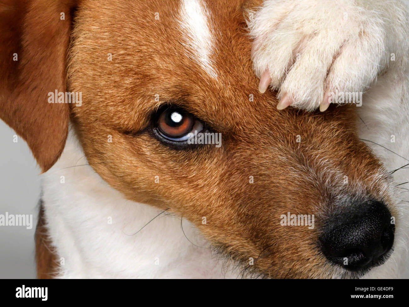 Paw covering eye hi-res stock photography and images - Alamy