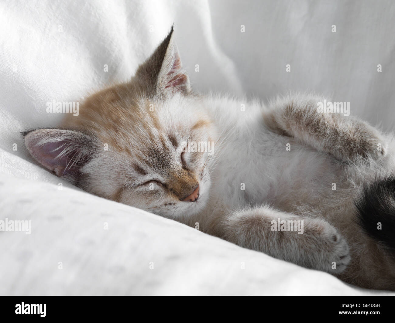 Kitten Napping High Resolution Stock Photography and Images - Alamy