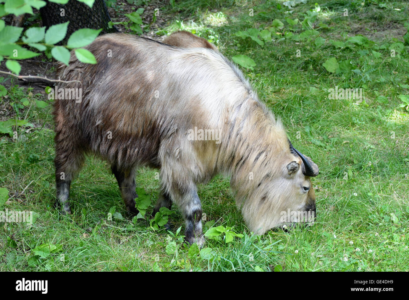 Takin in the outdoors Stock Photo - Alamy