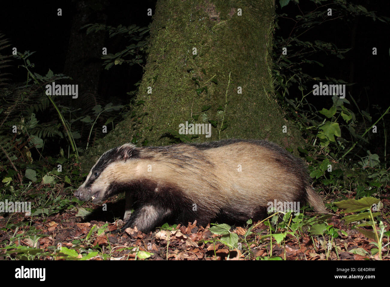 Juvenile badger hi-res stock photography and images - Alamy