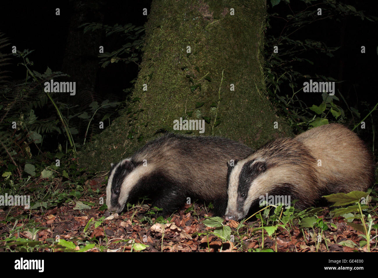 Badger running hi-res stock photography and images - Alamy