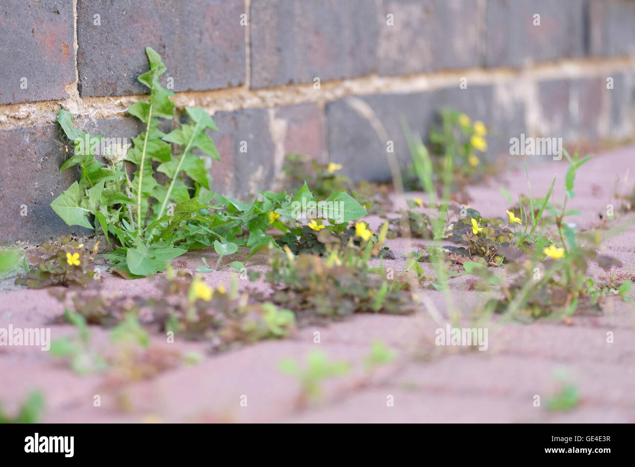 Block paving weeds hi-res stock photography and images - Alamy